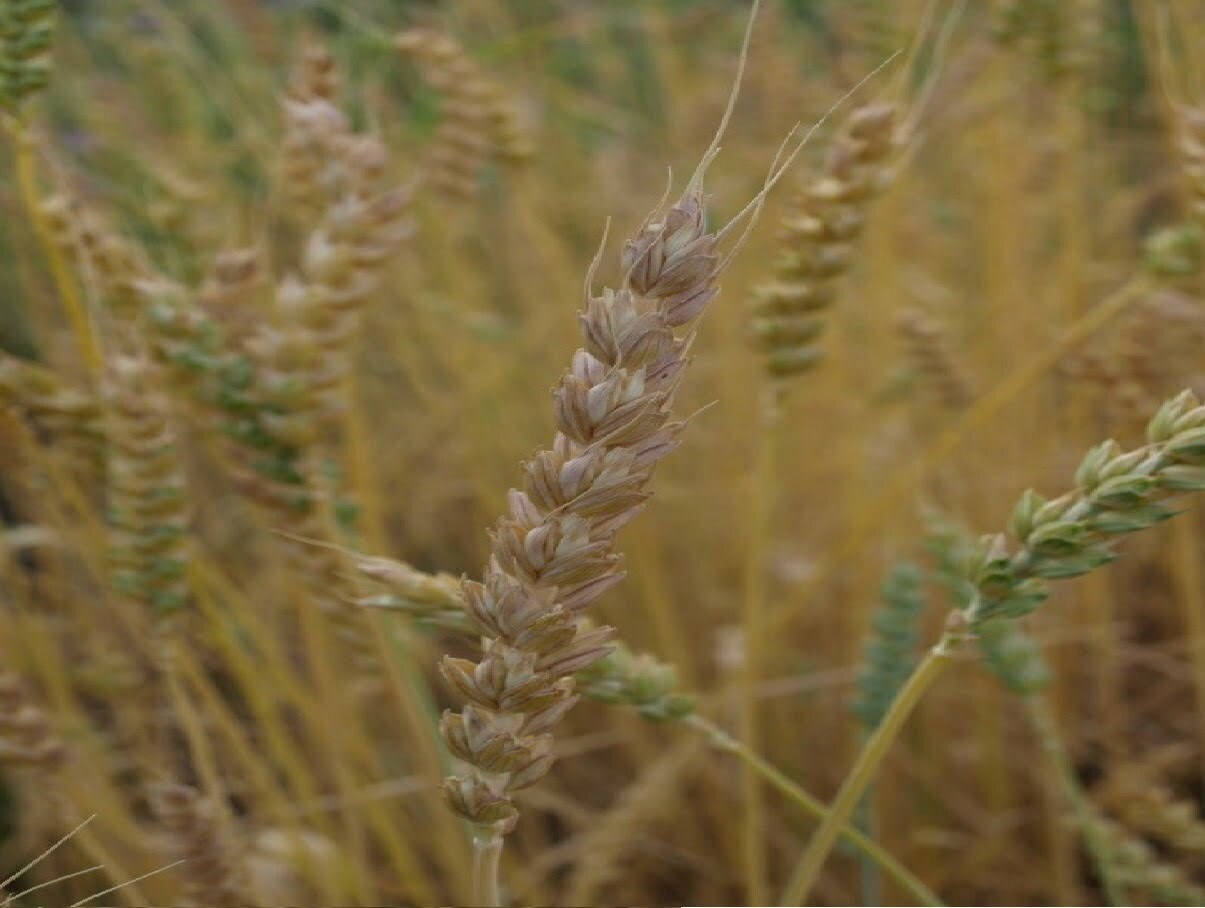 Todo lo que necesitas saber sobre el trigo chamorro - Agroptima