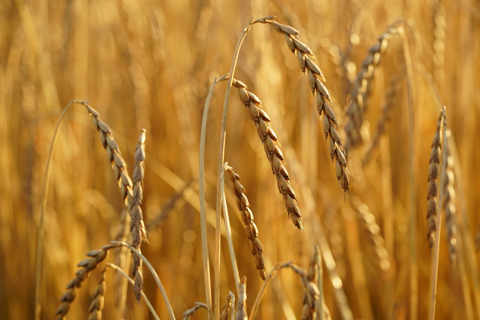 Los secretos del cultivo de espelta ecológica - Agroptima