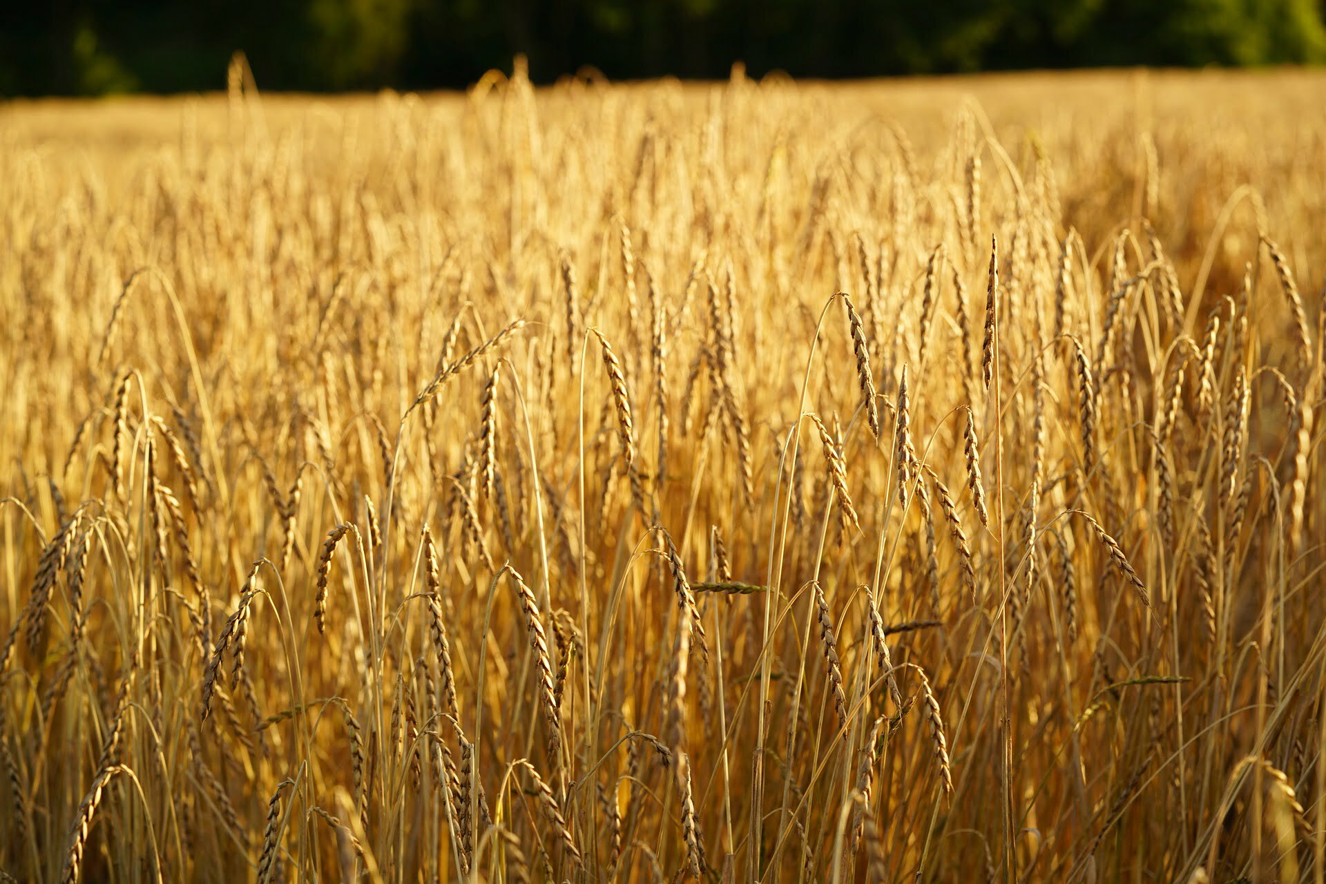 Los secretos del cultivo de espelta ecológica - Agroptima