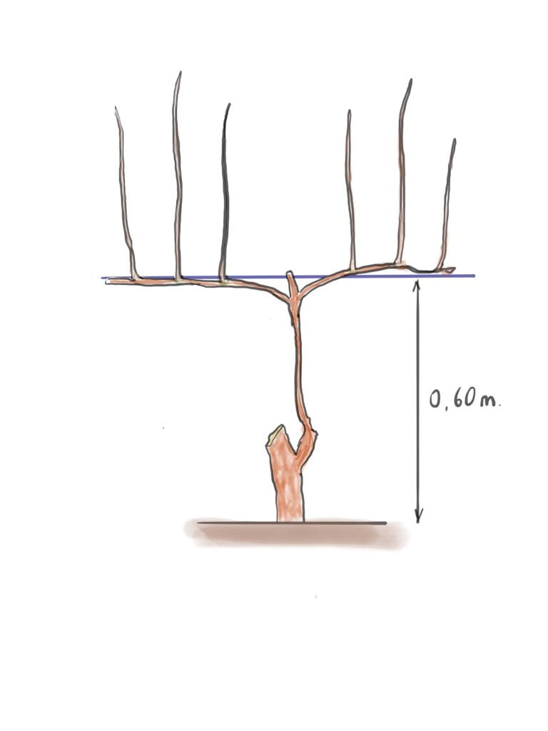 Guía de Poda Royat de la vid - Agroptima